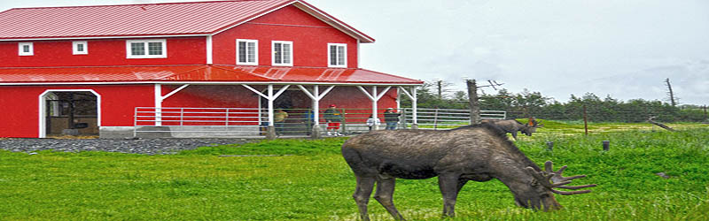 Alaska Wildlife Conservation Center - AWCC - Wildtiergelände - Bisons